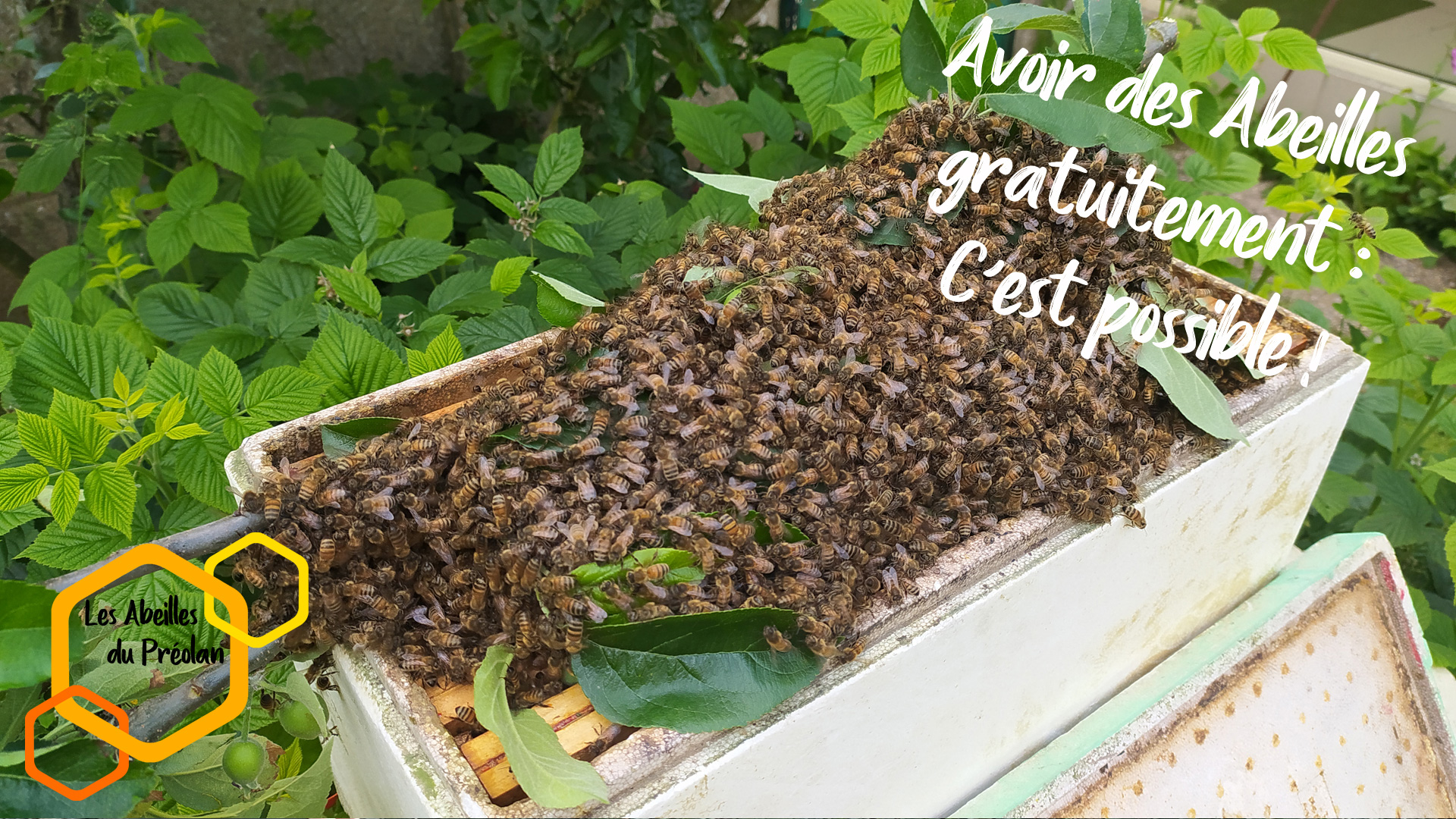 Avoir des Abeilles Gratuitement : C'est possible ! - Les Abeilles Du ...